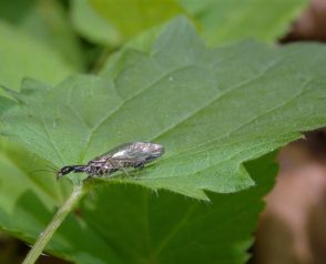 Insektenarten - BROMMI